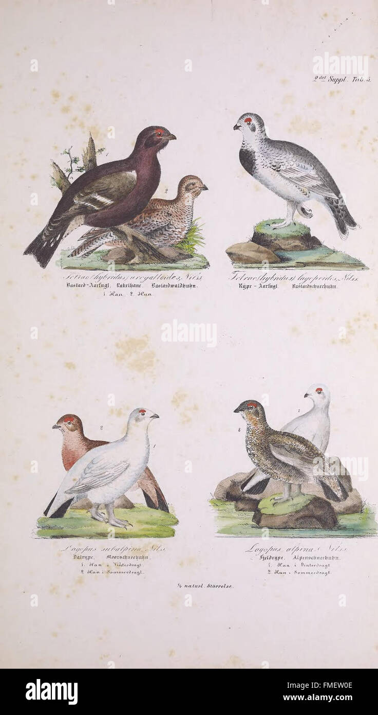 Tab. 5 from 'Skandinaviens fugle' depicts various bird species native ...