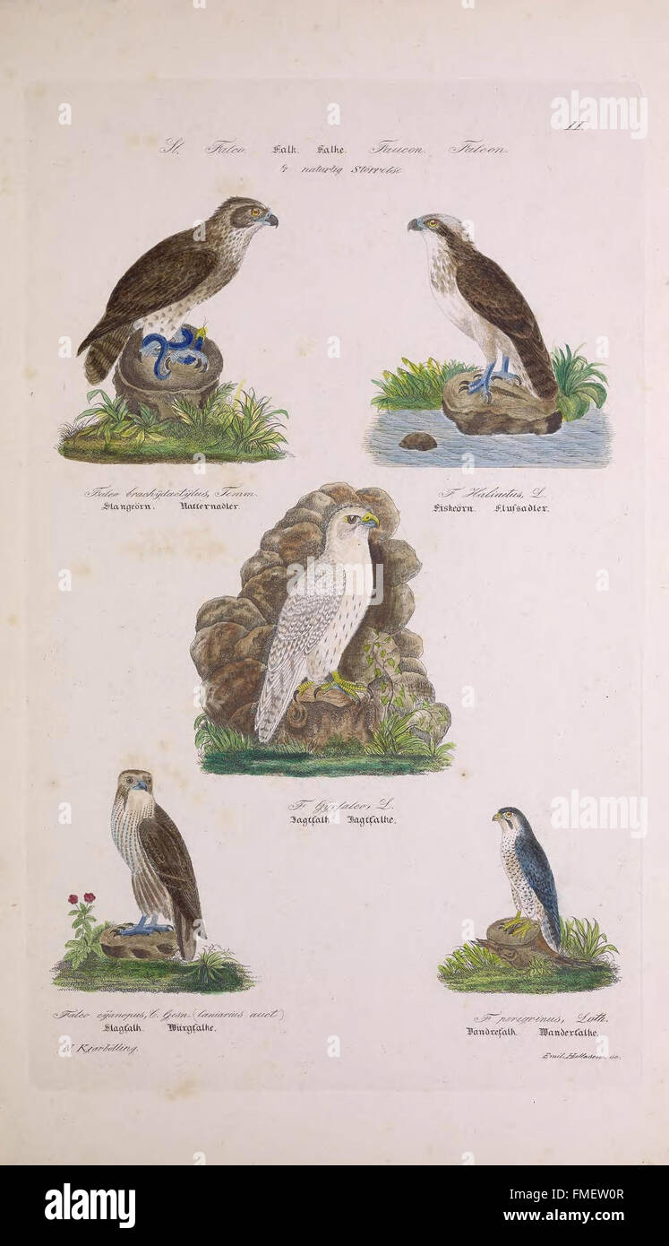 Skandinaviens fugle hi-res stock photography and images - Alamy