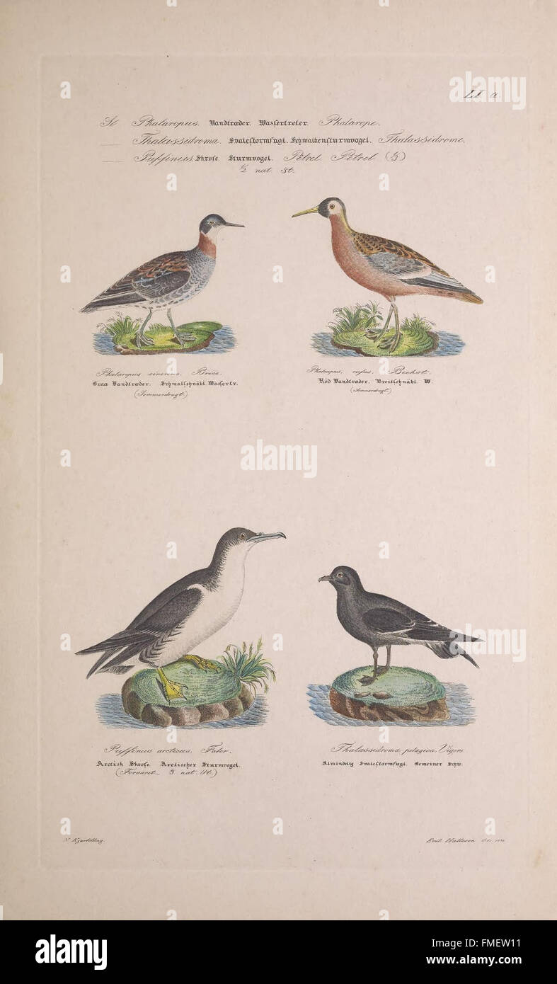 'Skandinaviens Fugle' (Plate LIa) is an illustration from a ...