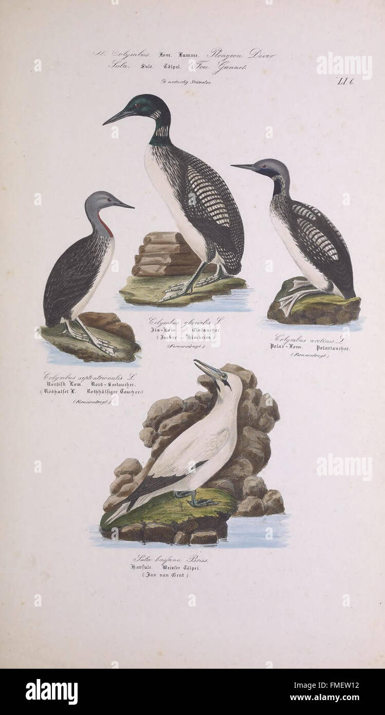 *Skandinaviens fugle* (Birds of Scandinavia) is an ornithological work ...