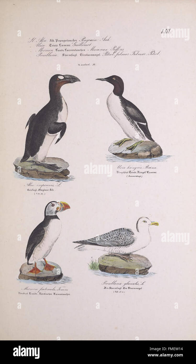 This plate from 'Skandinaviens fugle' depicts the birds of Scandinavia ...