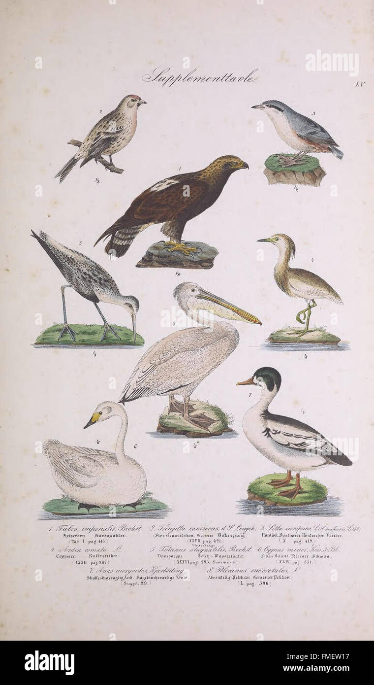 This plate from 'Skandinaviens Fugle' features bird species from ...