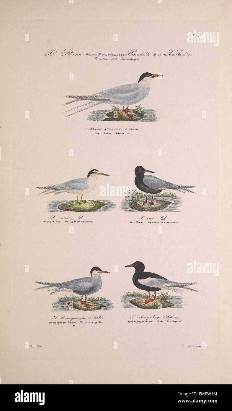 Plate XLb from 'Skandinaviens fugle' showcases bird species native to ...