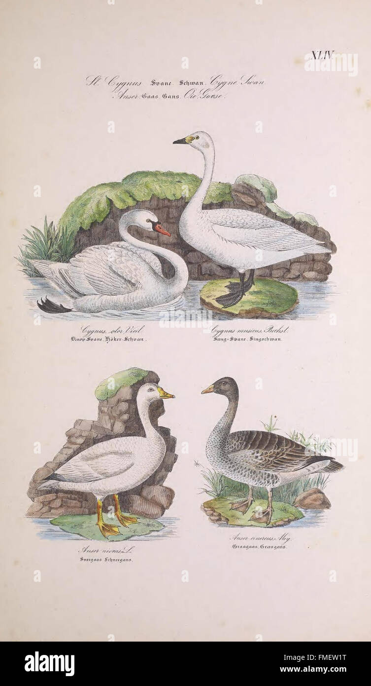 Skandinaviens fugle hi-res stock photography and images - Alamy