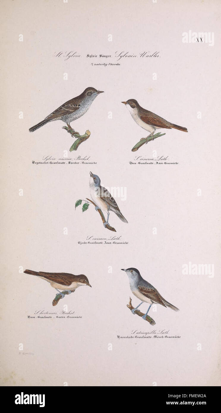 Plate XX from 'Skandinaviens Fugle' showcases various bird species ...