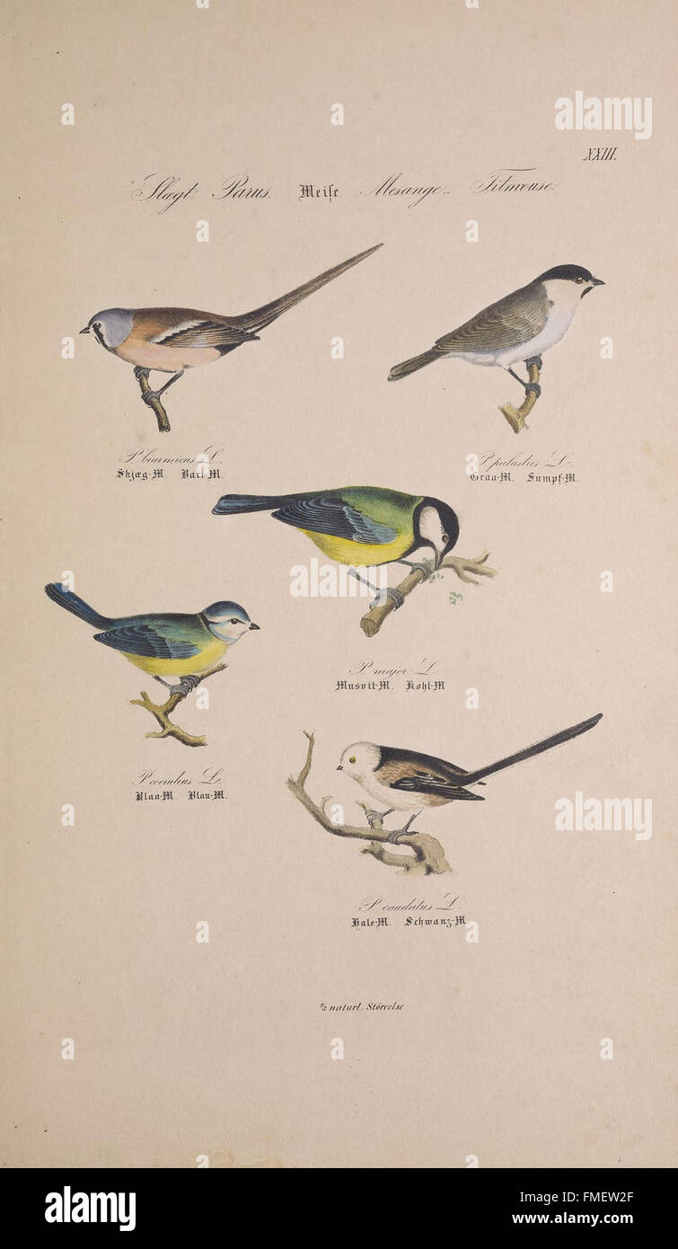 *Skandinaviens Fugle* (Birds of Scandinavia) Plate XXIII provides ...