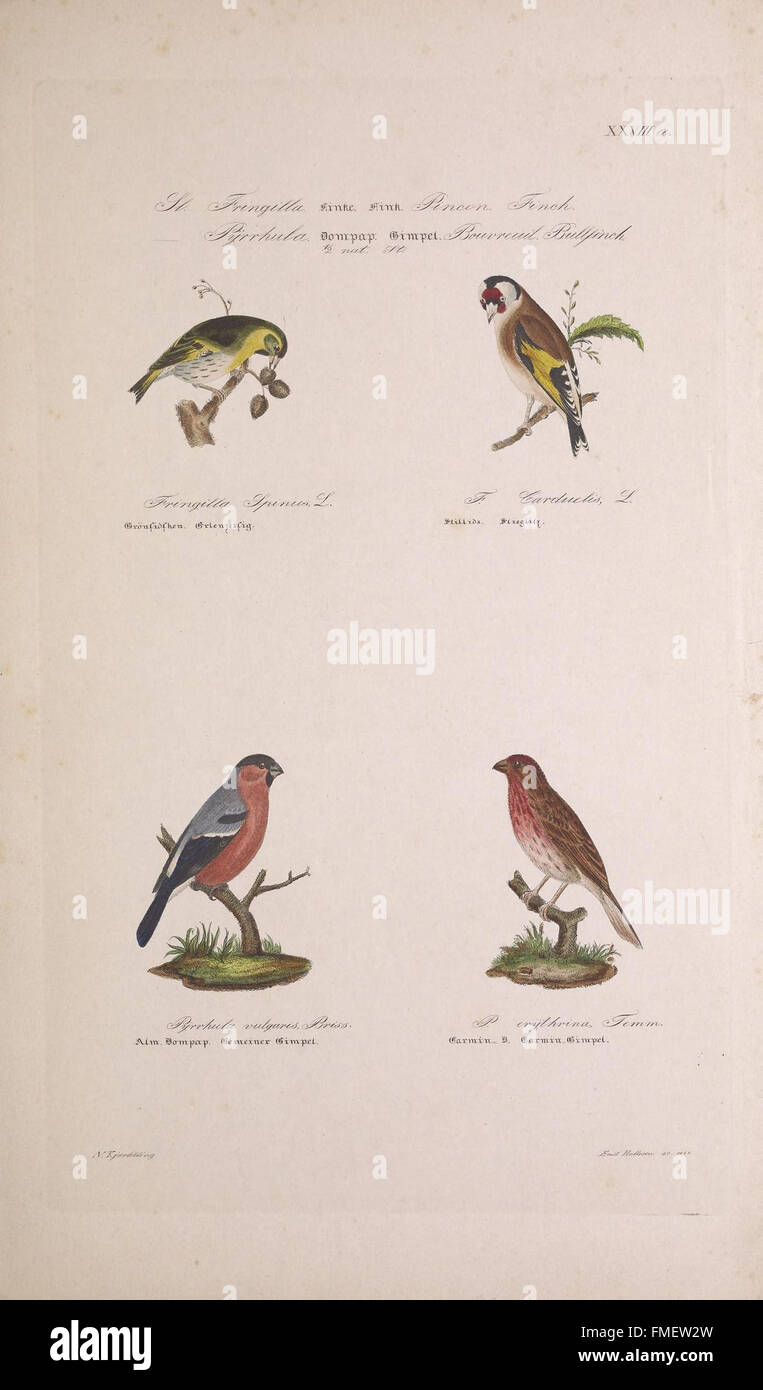 Plate XXVIIIa from 'Skandinaviens Fugle' (Birds of Scandinavia ...