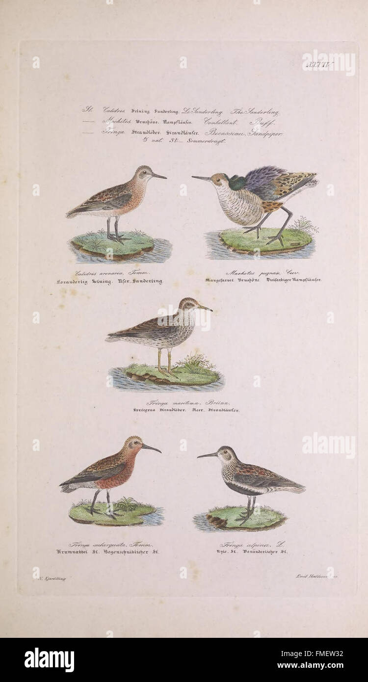 This plate features bird species from Scandinavia, highlighting the ...