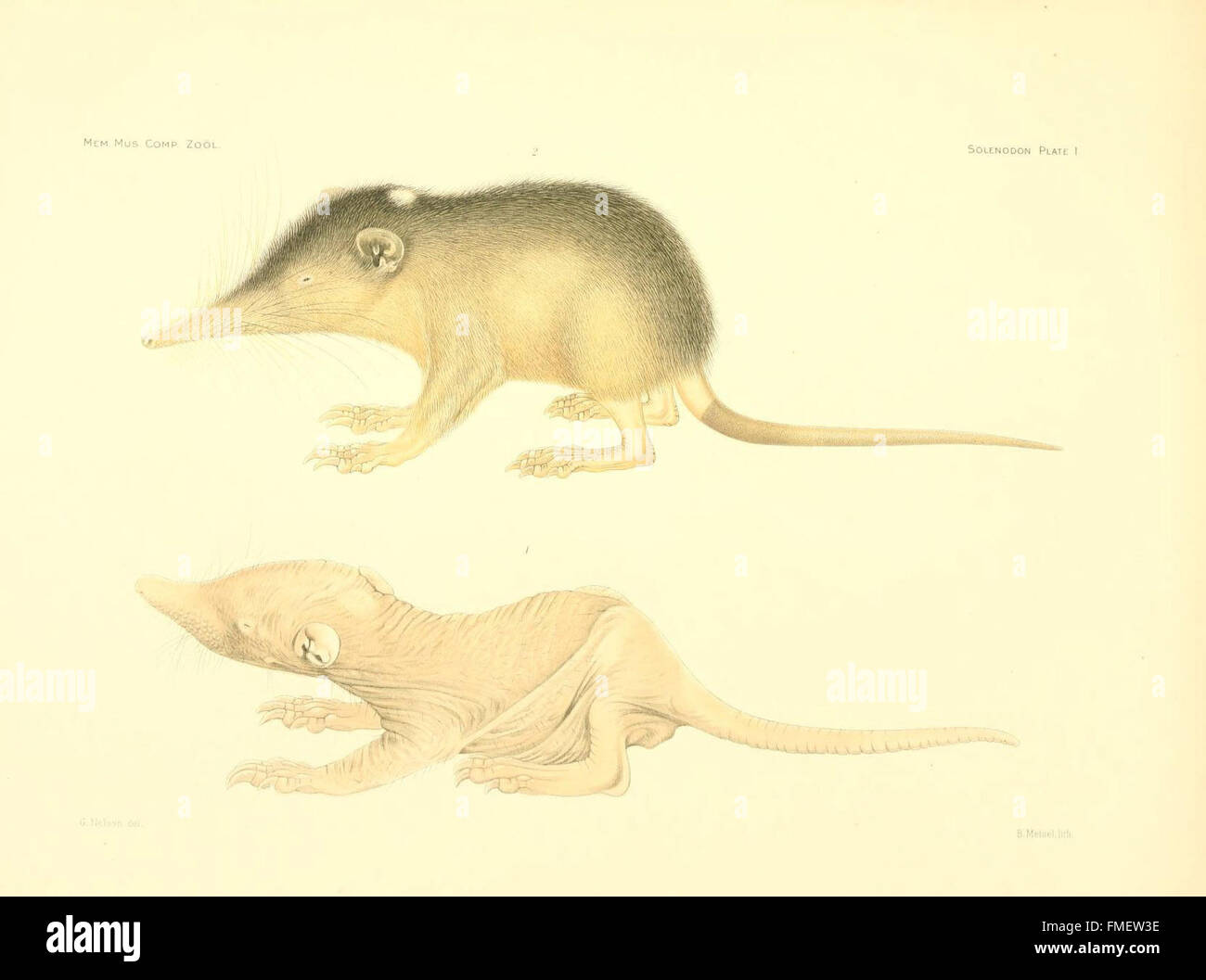 Solenodon paradoxus hi-res stock photography and images - Alamy