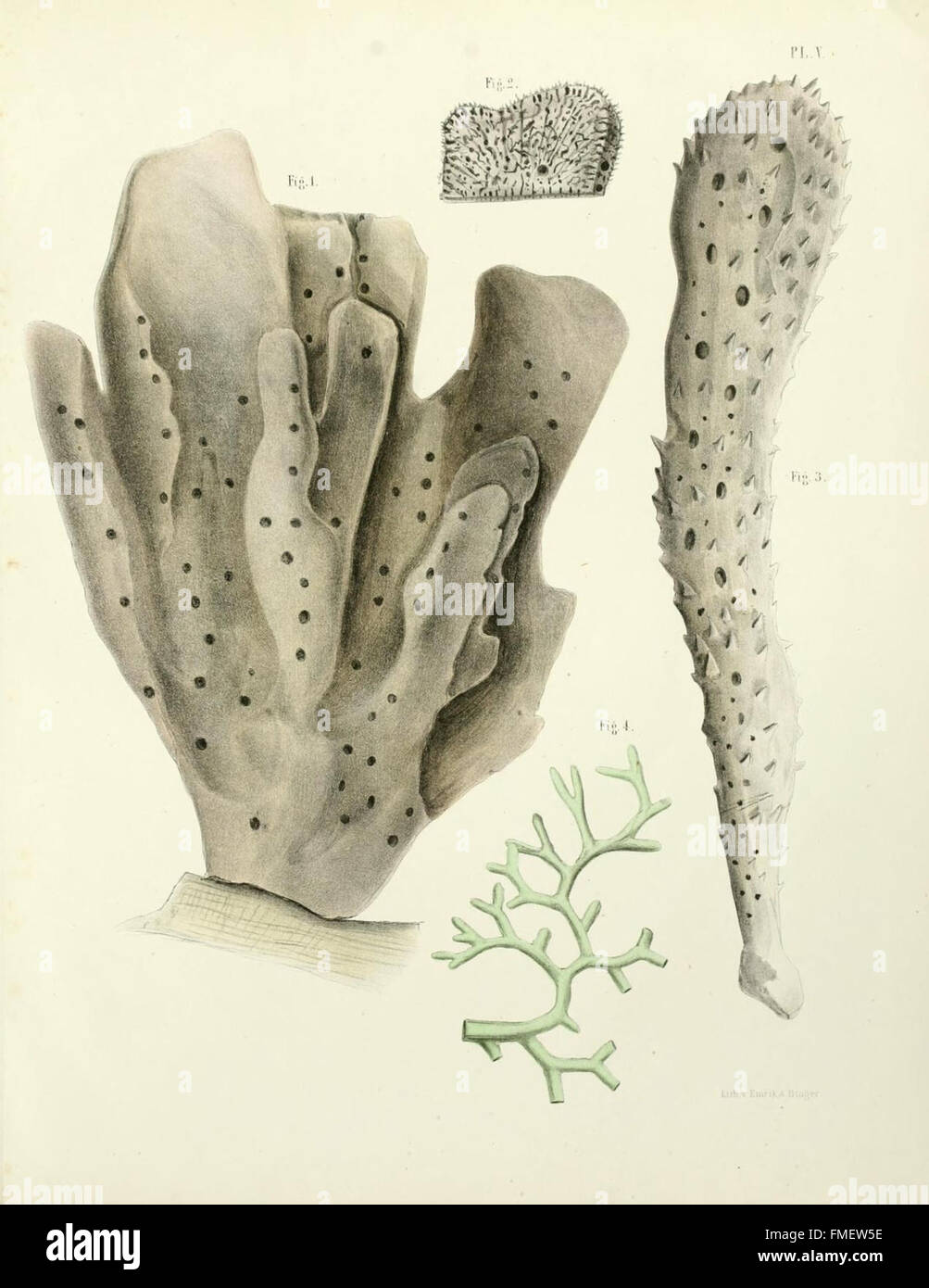 *Spongiaires de la mer Caraïbe* (Plate V) is a scientific work on the ...