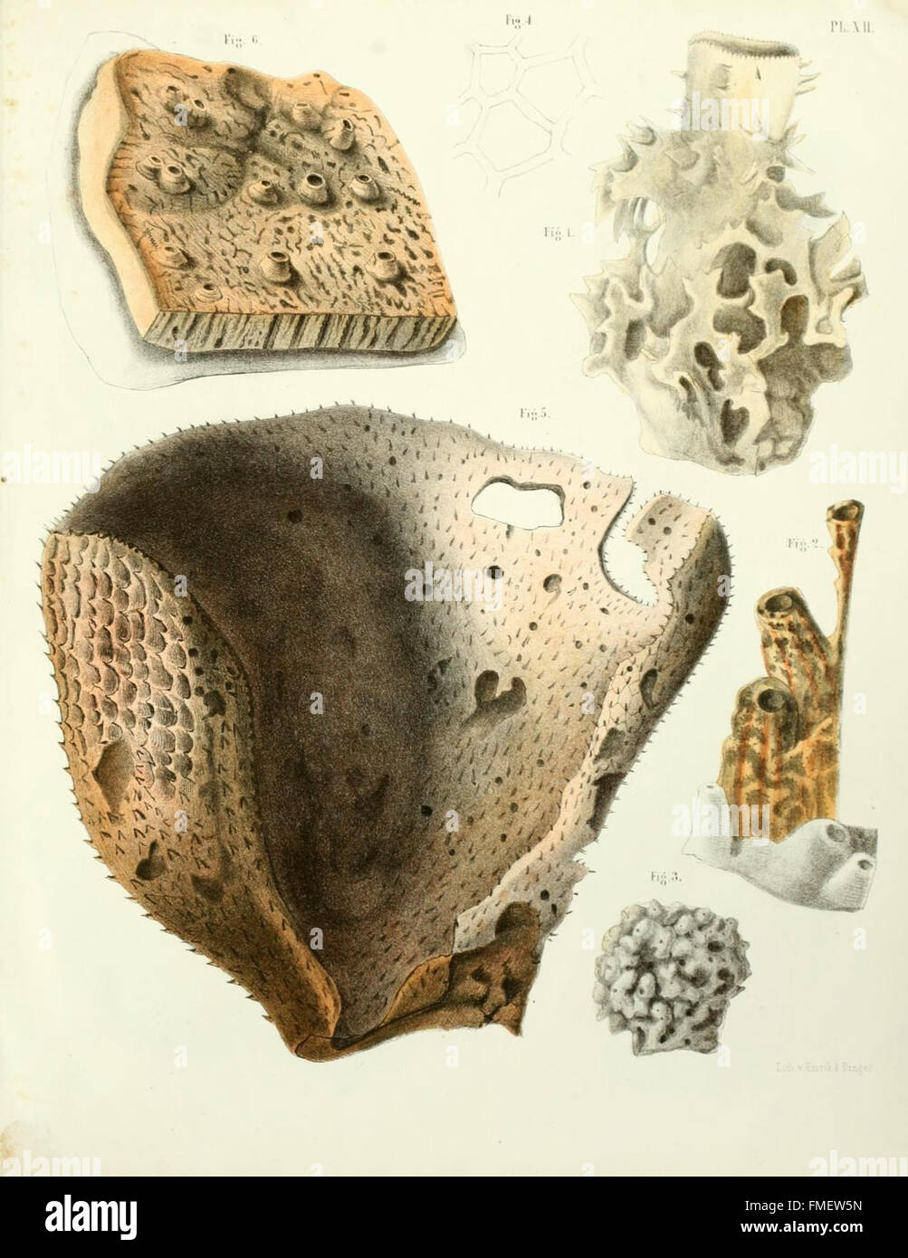 *Spongiaires de la Mer Caraïbe* (Plate XII) features detailed ...