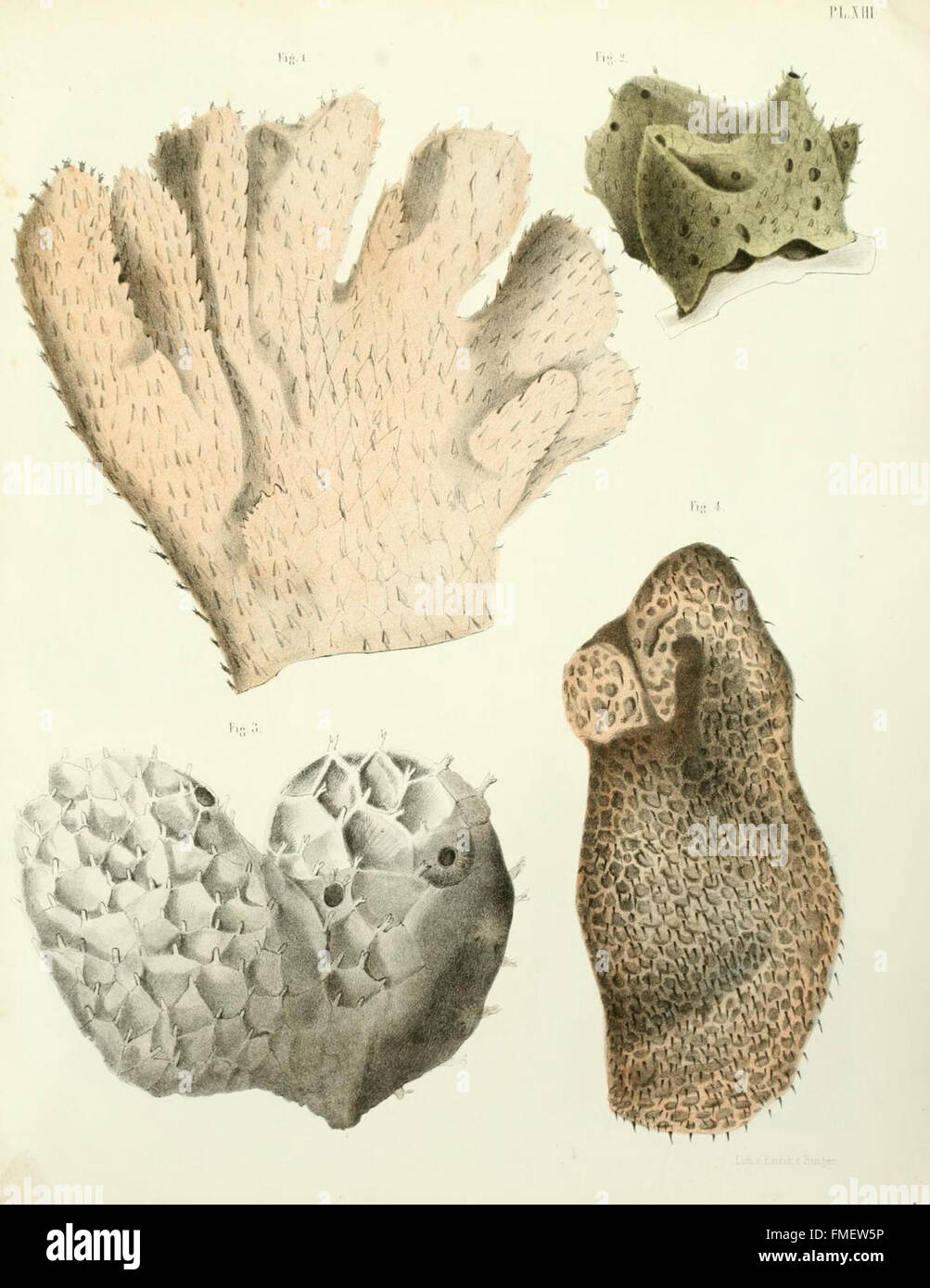 This plate from *Spongiaires de la mer Caraïbe* presents various ...