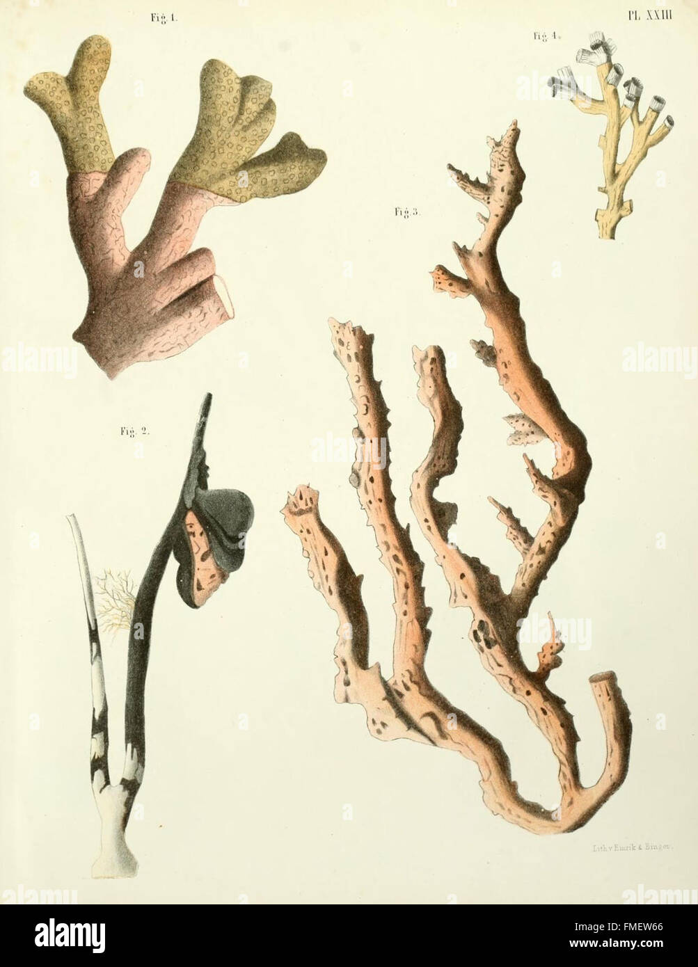 *Spongiaires de la mer Caraïbe* (Plate XXIII) provides a detailed study ...