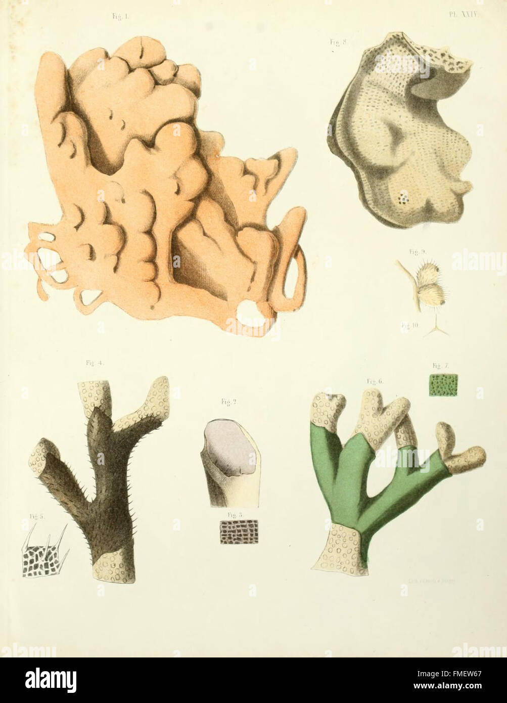 Plate XXIV from 'Spongiaires de la mer Caraïbe' showcases various ...
