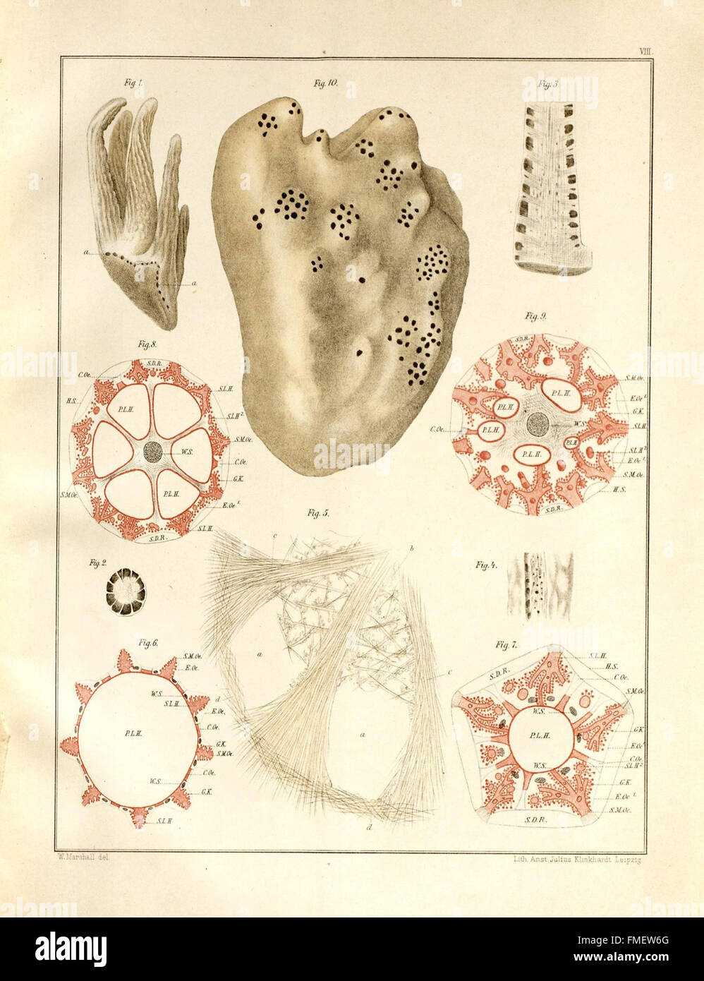 A study of sponges and their classification, featuring illustrations ...