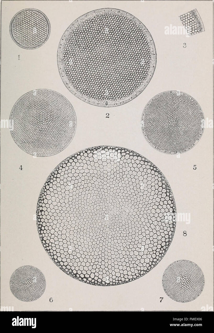 The 1907 survey of oyster bottoms in Matagorda Bay, Texas, provides a ...