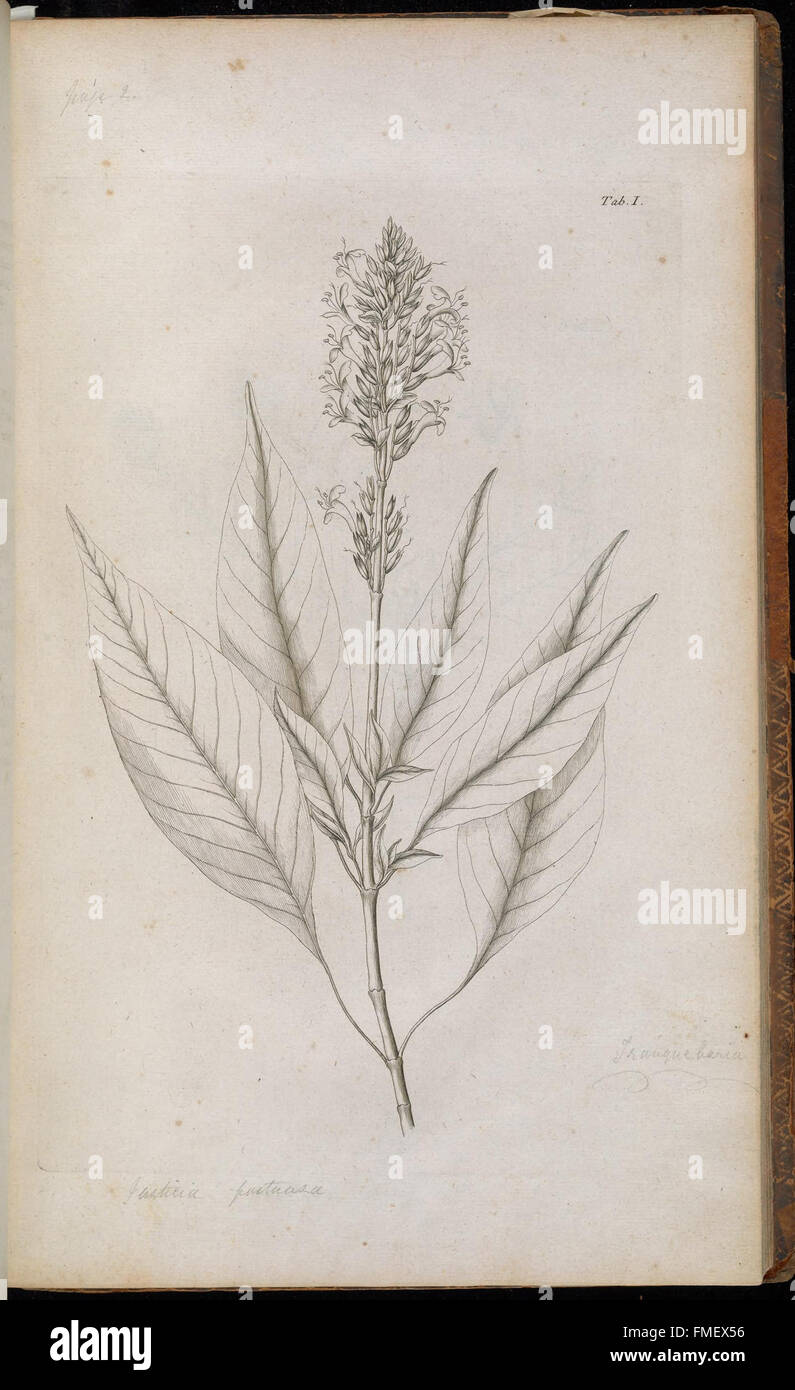 'Symbolae Botanicae, Sive Plantarum', Tab. I, provides a detailed ...
