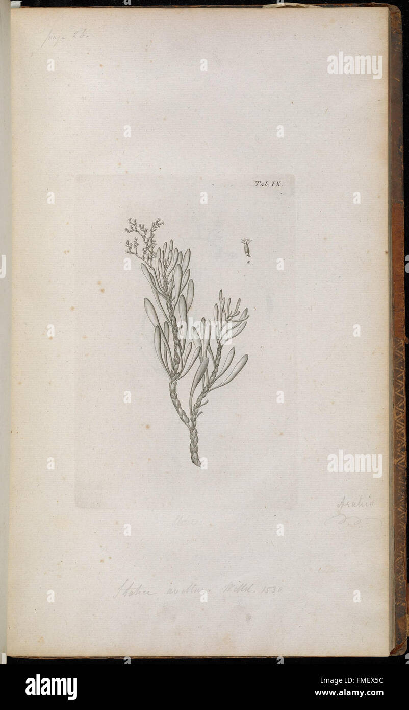 Tab. IX of 'Symbolae Botanicae' features detailed botanical ...