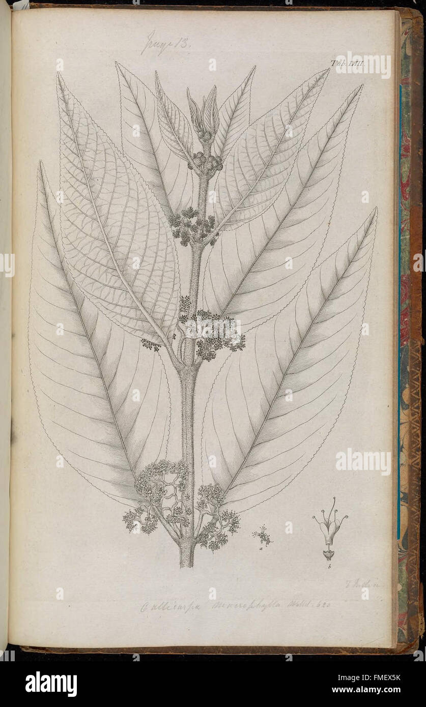 Tab. LIII from 'Symbolae Botanicae' illustrates a variety of plant ...