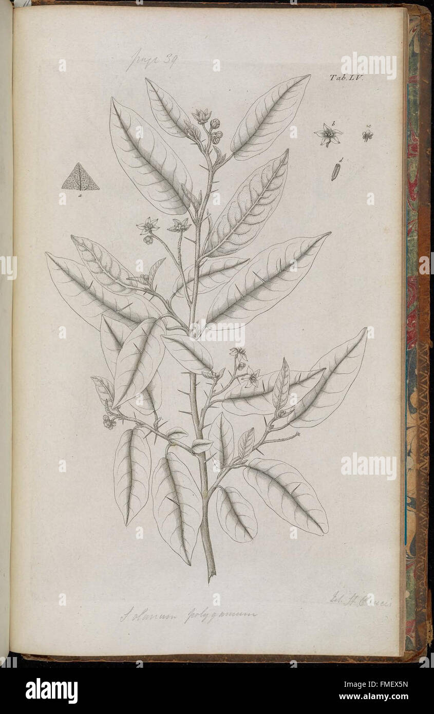 Tab. LV from 'Symbolae Botanicae' presents botanical illustrations of ...