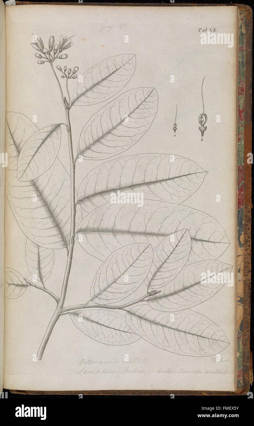 Tab. LX from 'Symbolae Botanicae' presents detailed botanical ...