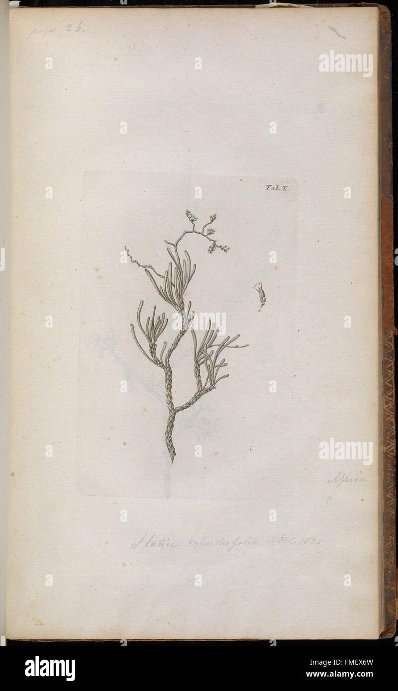 'Symbolae Botanicae, sive Plantarum' (Tab. X) features botanical ...