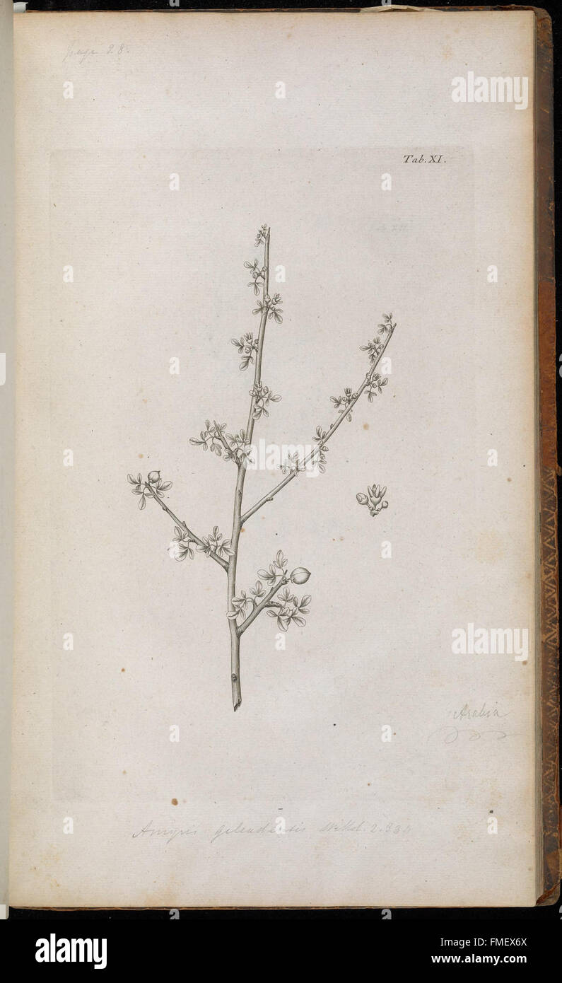 'Symbolae Botanicae' (Tab. XI) presents detailed illustrations and ...