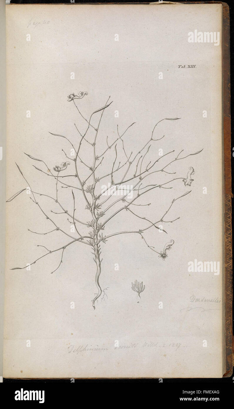 Tab XIII from 'Symbolae Botanicae' displays botanical illustrations of ...