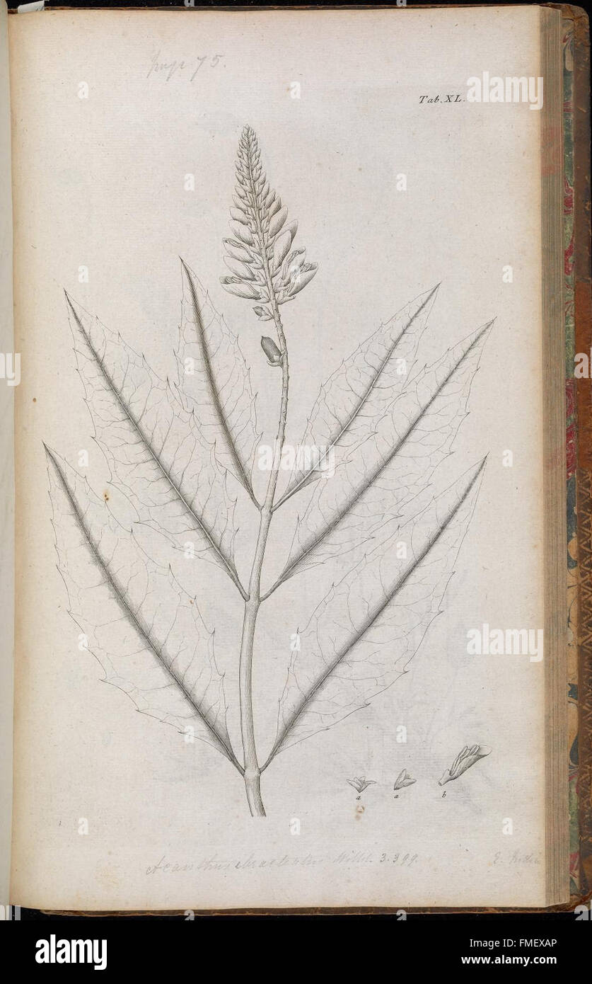 'Symbolae Botanicae, Sive Plantarum' (Tab. XL) is a botanical work ...