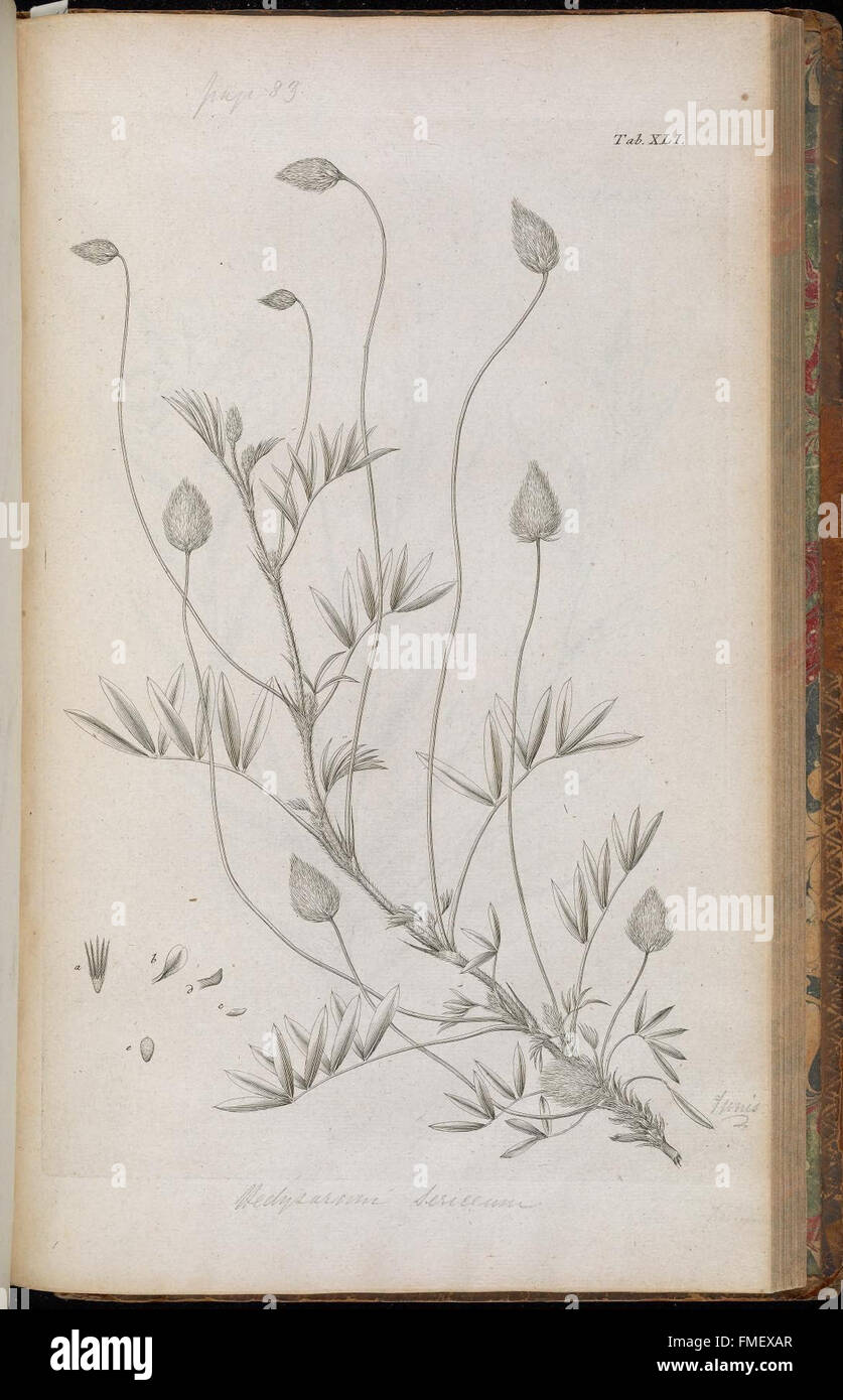 'Symbolae Botanicae, Sive Plantarum' (Tab. XLI) is a botanical work ...