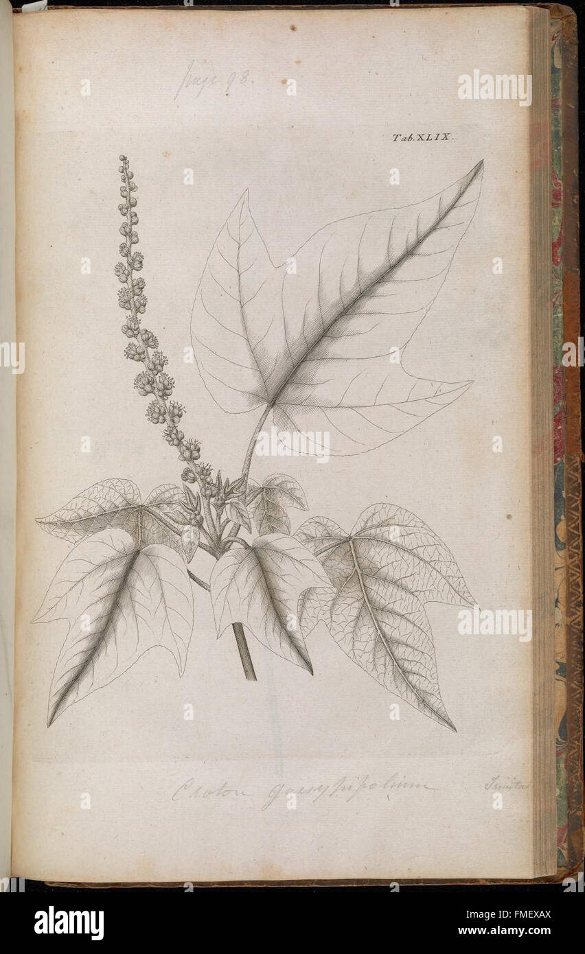 Tab. XLIX from 'Symbolae botanicae' features detailed botanical ...