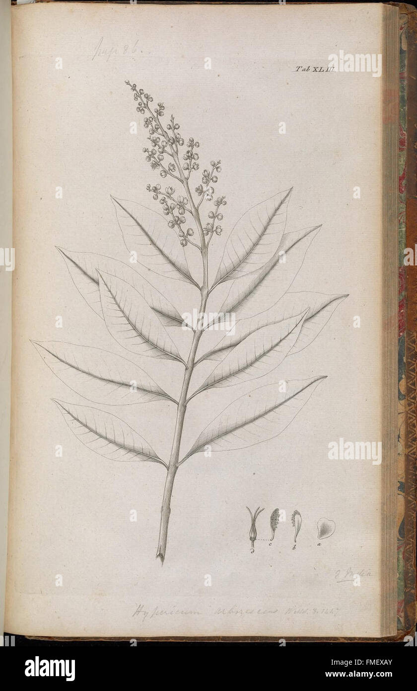 'Symbolae Botanicae' (Tab. XLIII) is a botanical work featuring ...