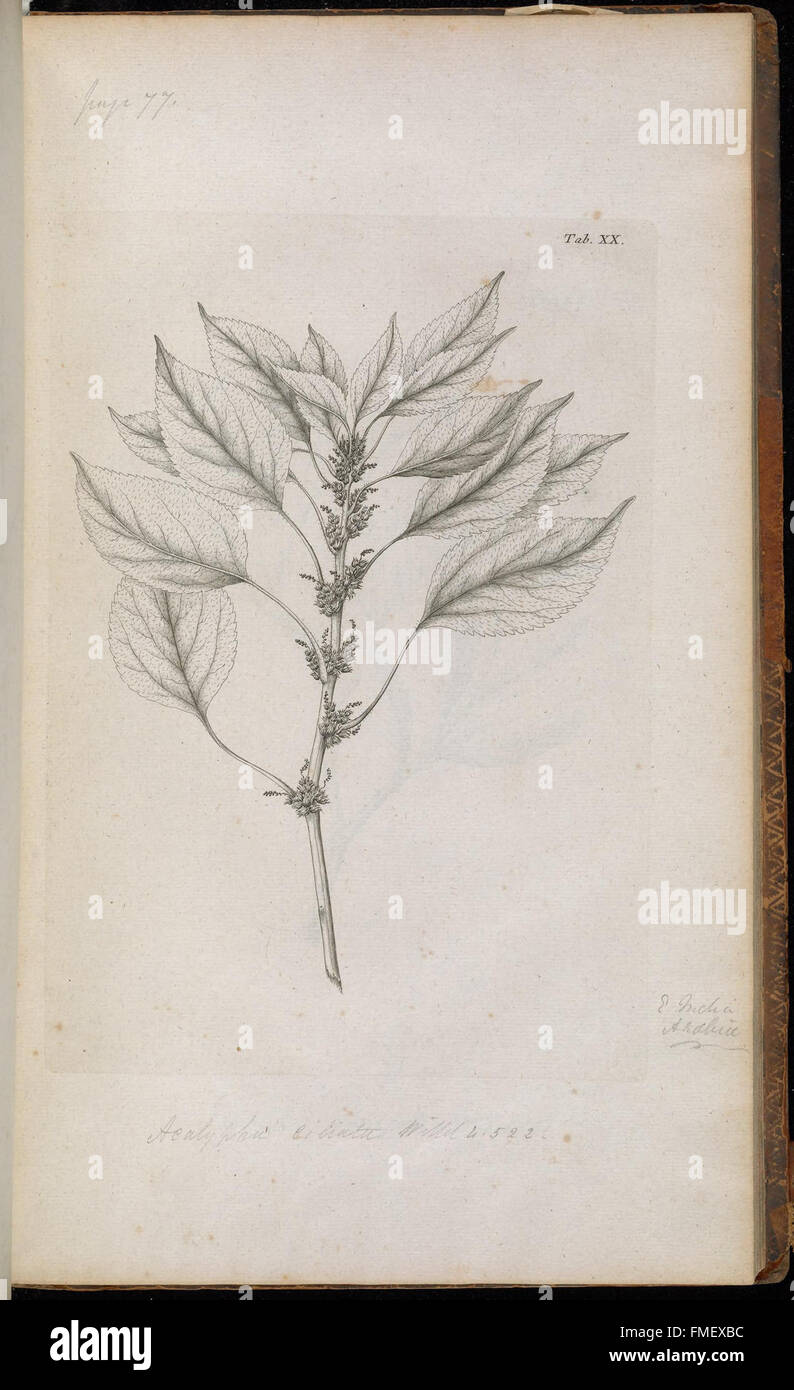Tab. XX from 'Symbolae Botanicae' features illustrations of plant ...