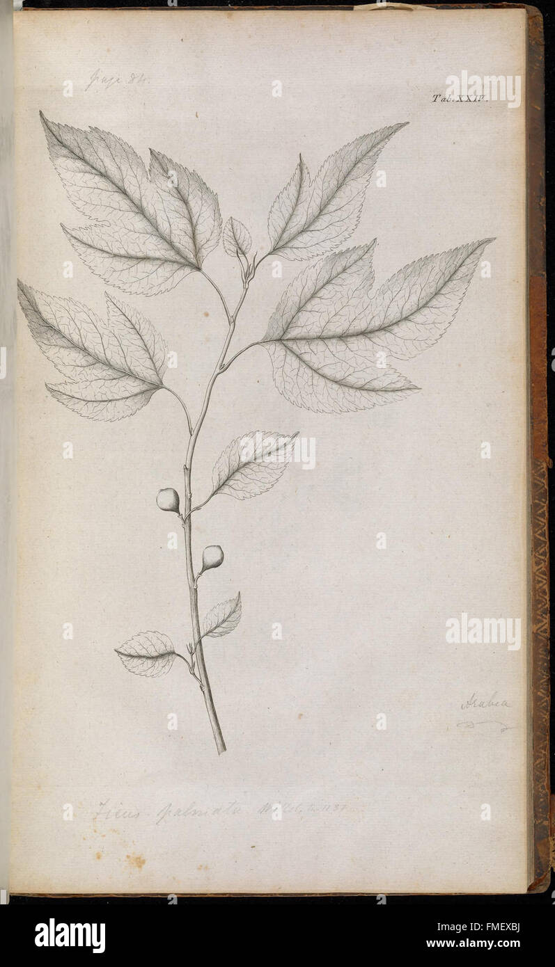 Symbolae Botanicae (Tab. XXIV) is a botanical work presenting the ...