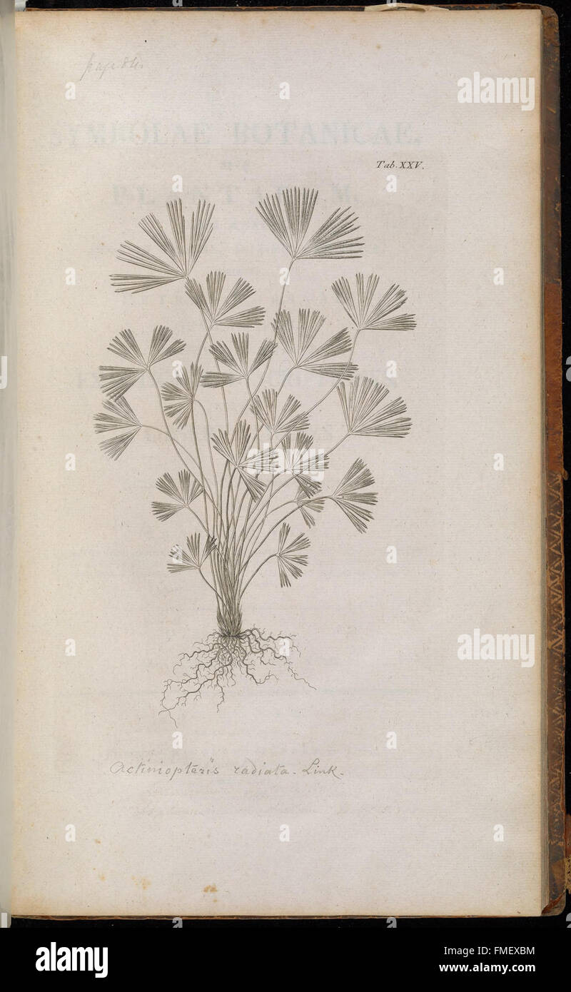 'Symbolae Botanicae, Sive Plantarum' (Tab. XXV) is a botanical work ...
