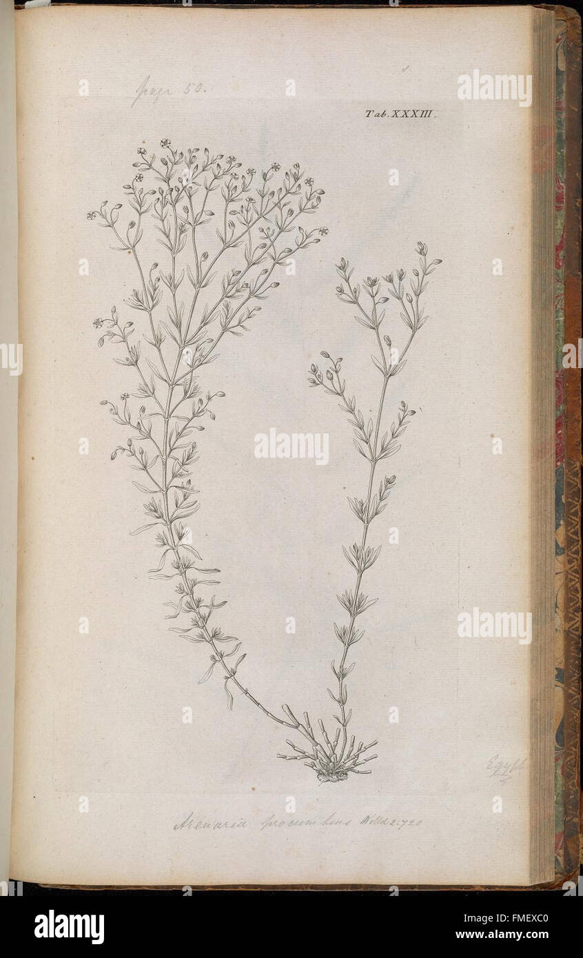 'Symbolae Botanicae, Sive Plantarum' (Tab. XXXIII) is a botanical work ...