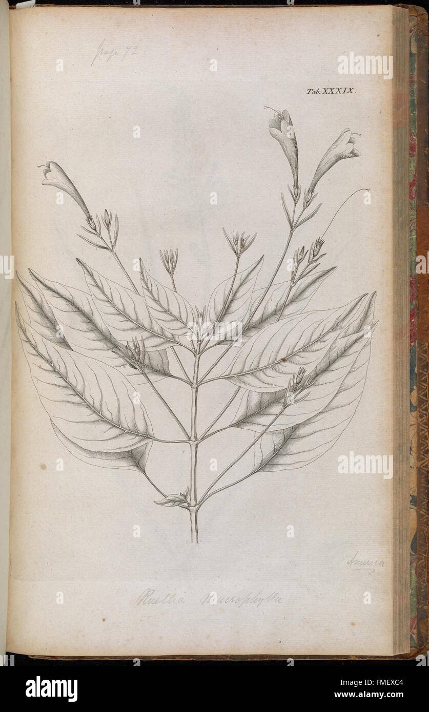 Tab. XXXIX from 'Symbolae Botanicae' presents an illustration of a ...