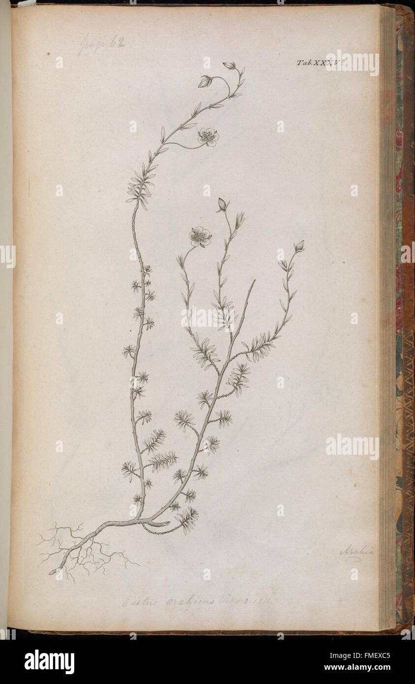Plate XXXV from 'Symbolae Botanicae' features detailed illustrations of ...
