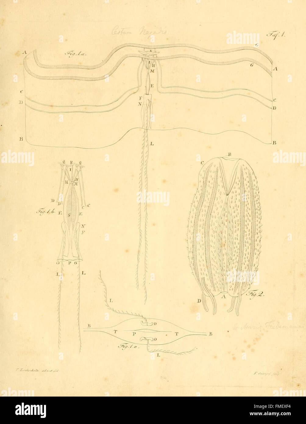 A detailed illustration from 'System der Acalephen', showing the ...