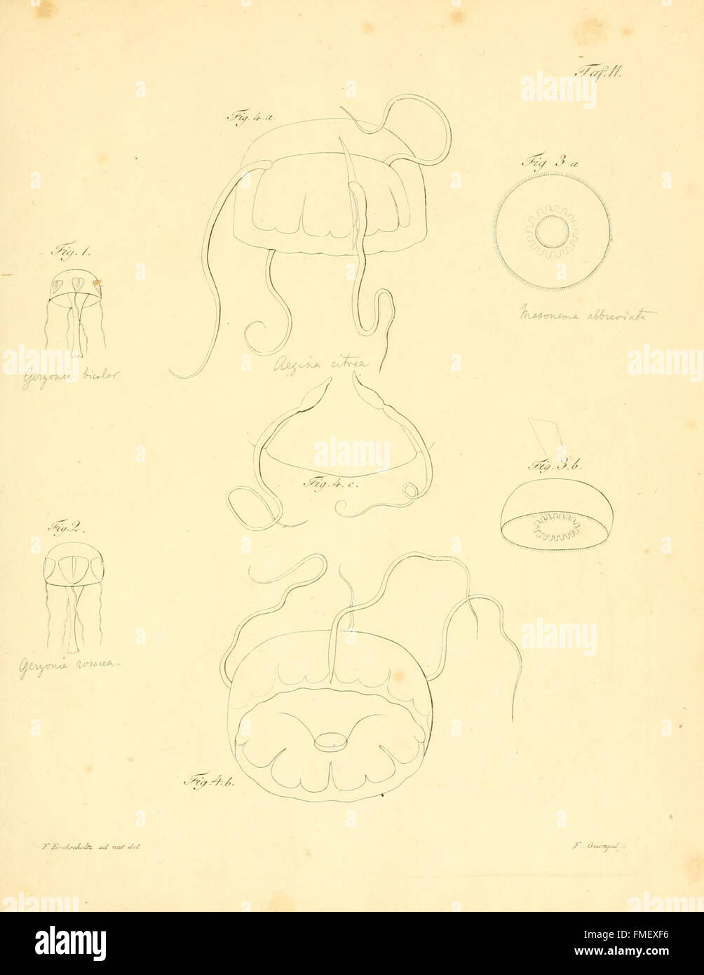 Classification of jellyfish species hi-res stock photography and images ...