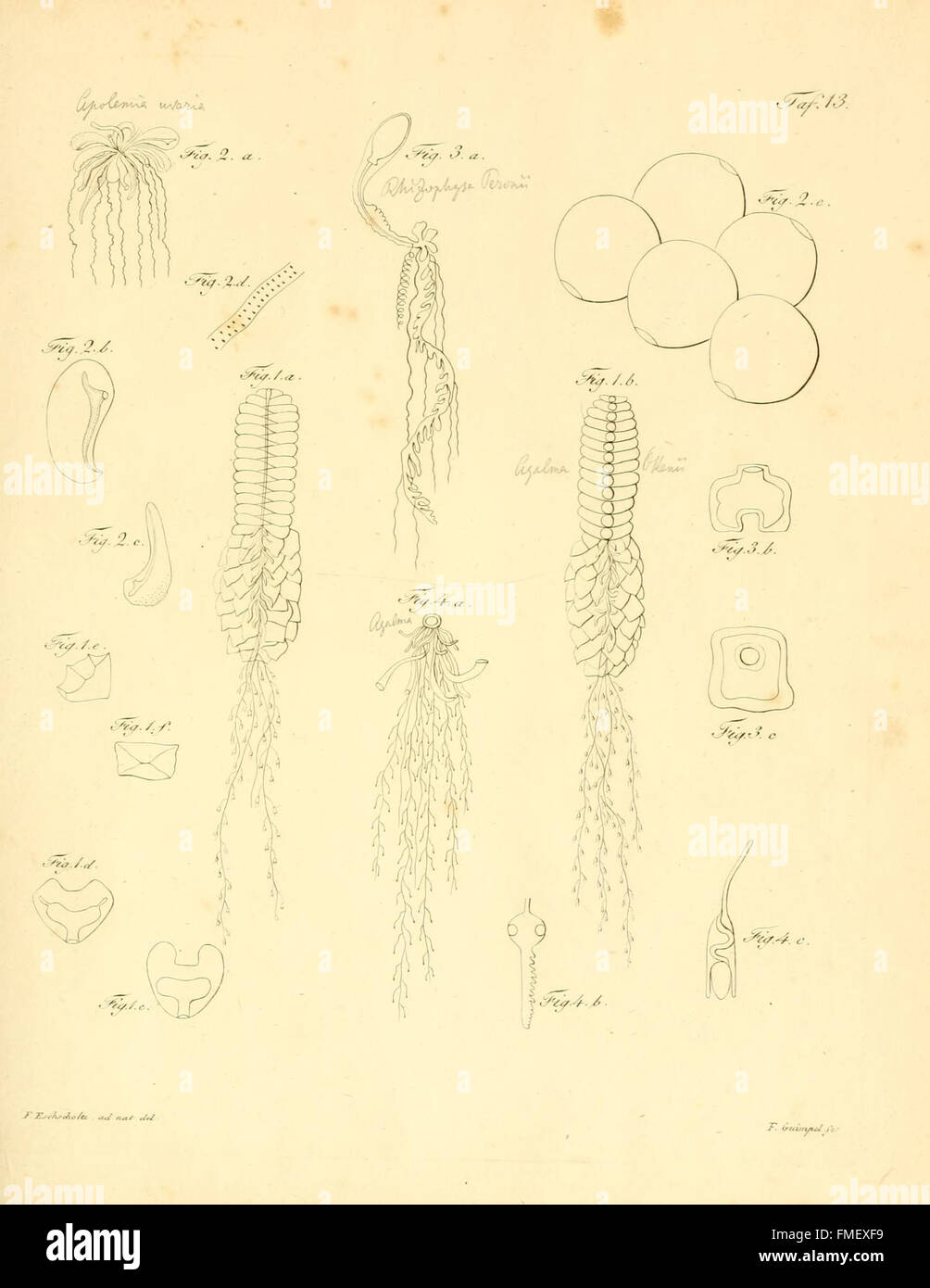 The 'System der Acalephen' is a detailed classification of jellyfish ...