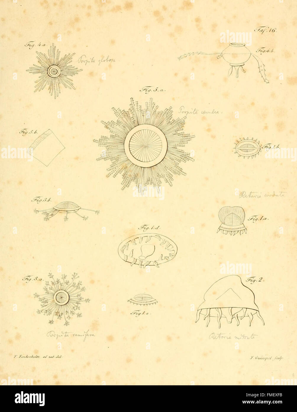 Taf. 16 from 'System der Acalephen' illustrates the classification and ...