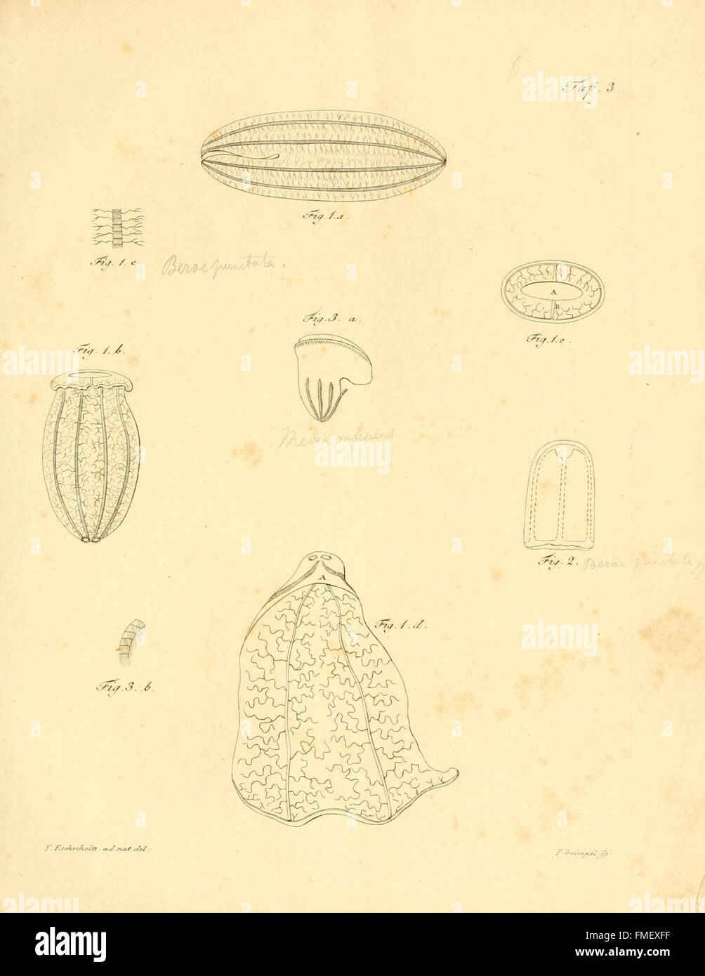 'System der Acalephen' (Plate 3) is a scientific work on the taxonomy ...