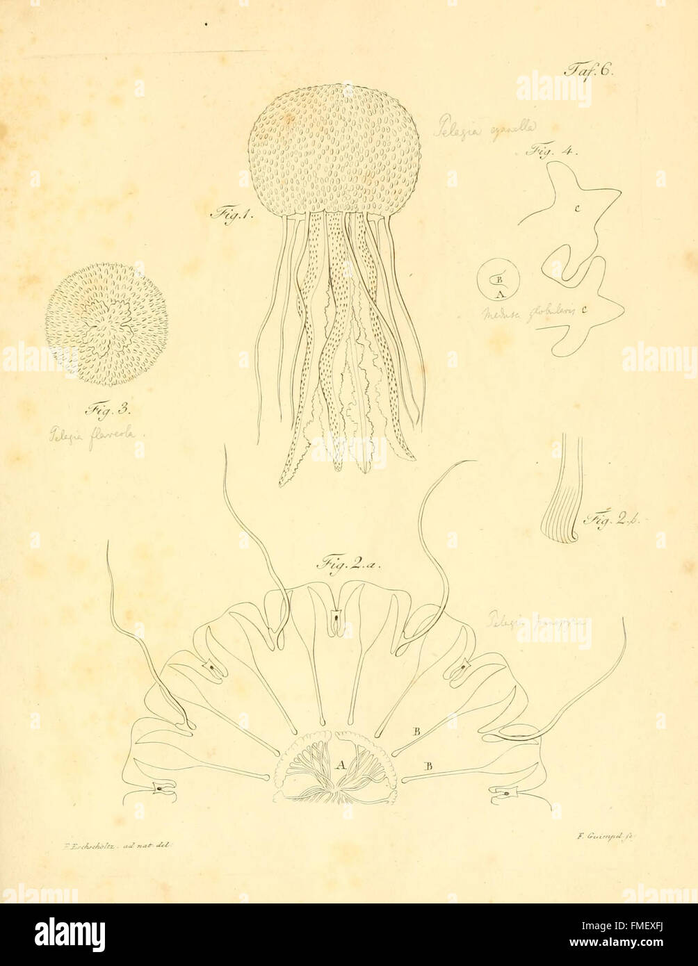 Plate 6 from 'System der Acalephen' provides detailed illustrations of ...