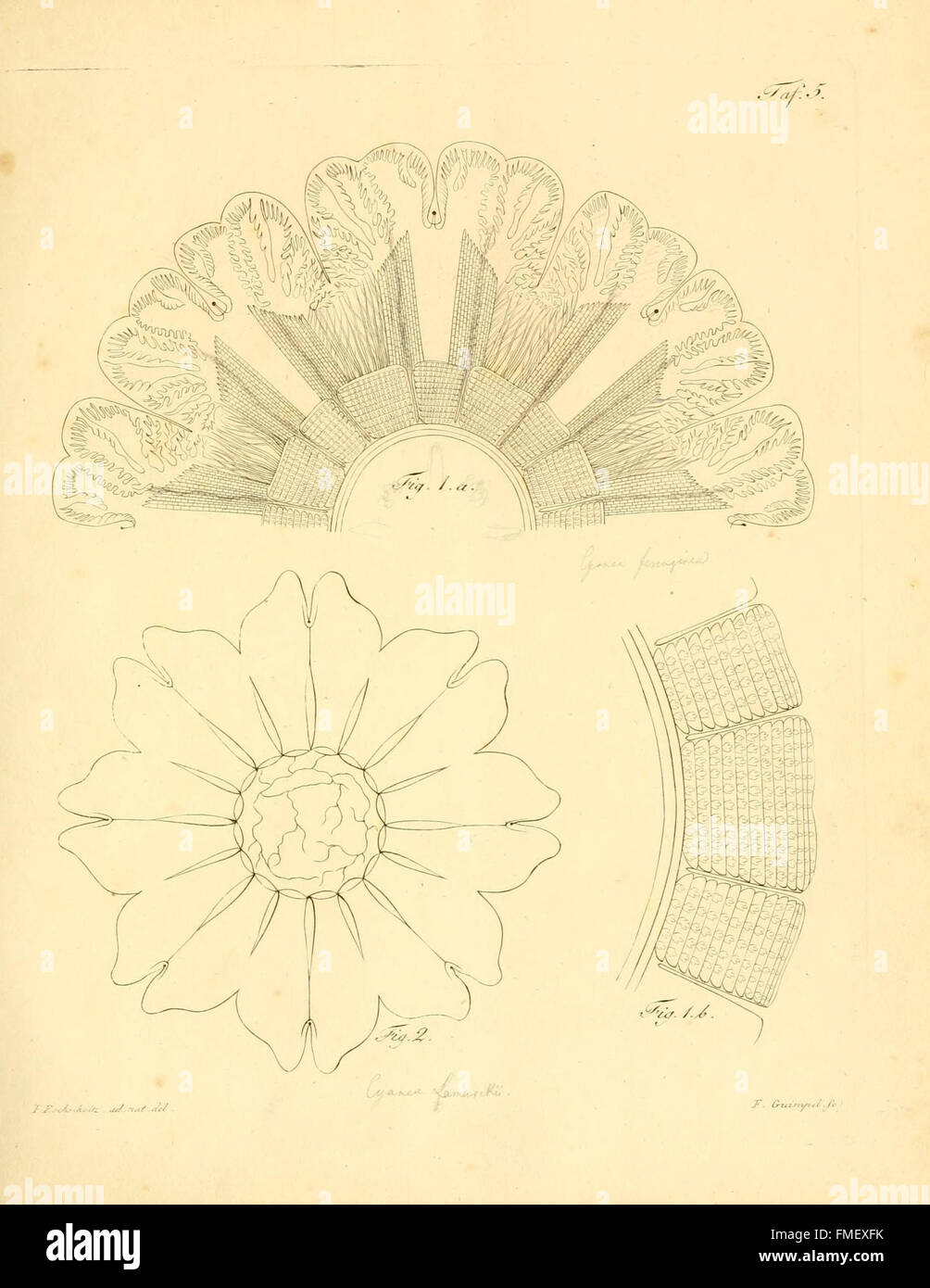 Plate 5 from 'System der Acalephen' offers illustrations and ...