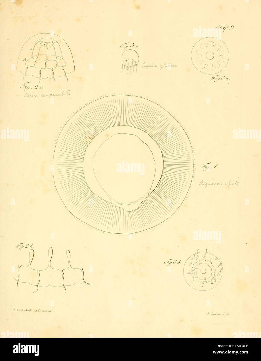 Plate 9 from 'System der Acalephen' depicts various species of Acalephs ...