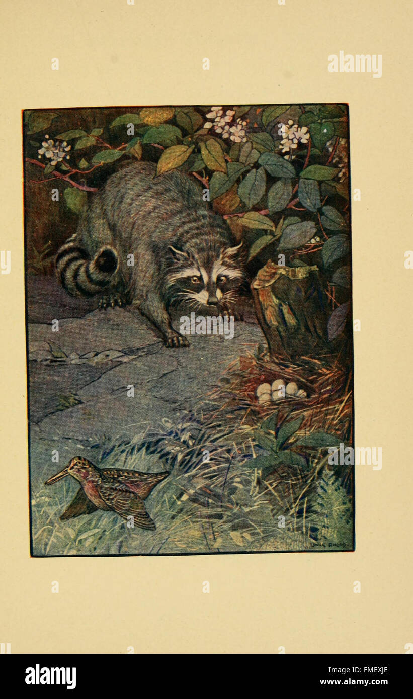 Tenants of the trees hi-res stock photography and images - Alamy