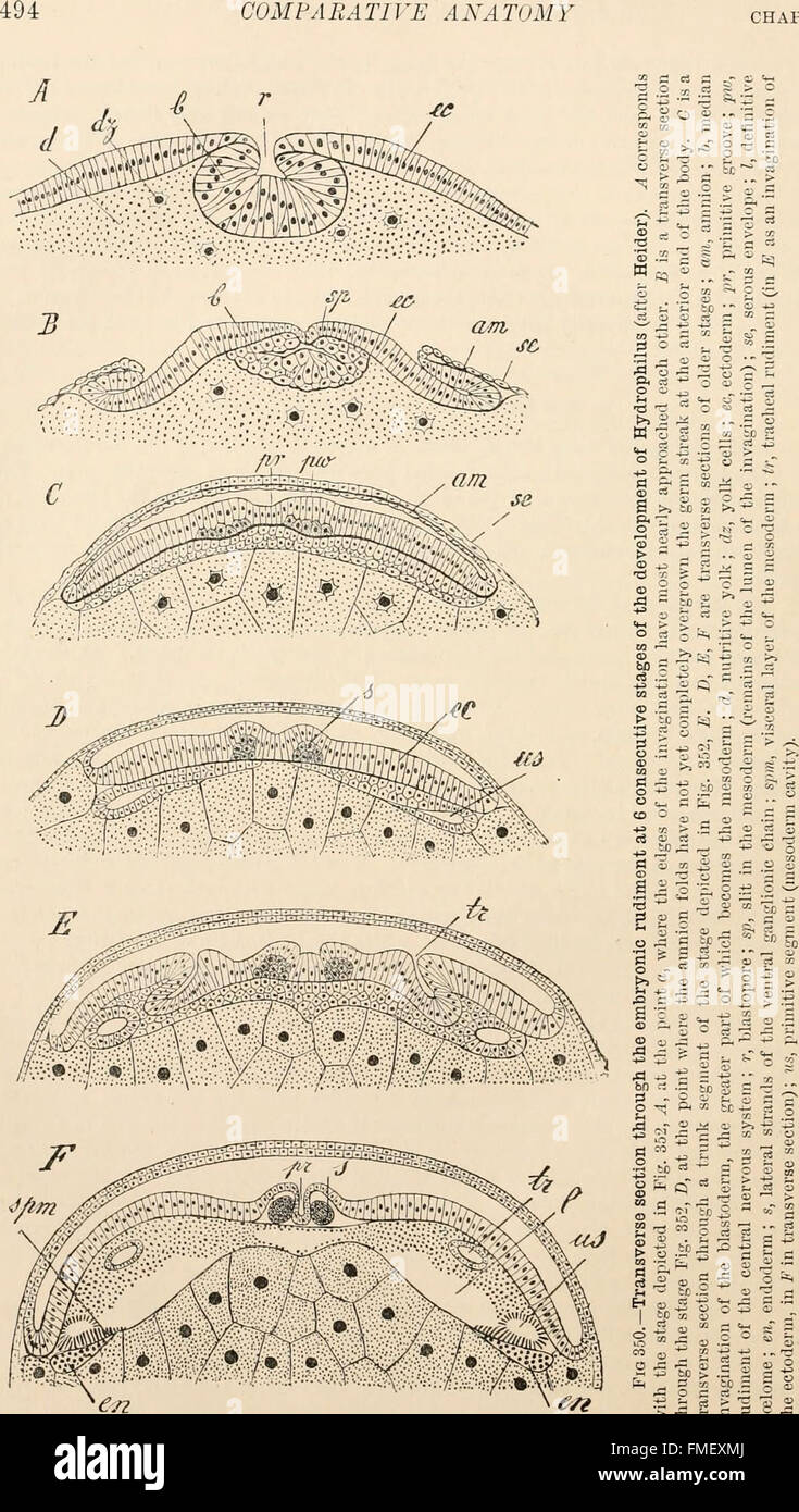 The 1898 'Text-book of Comparative Anatomy' offers a thorough analysis ...