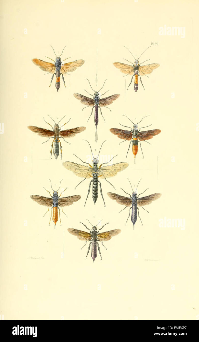 Thesaurus entomologicus Oxoniensis (Pl. 21 Stock Photo - Alamy