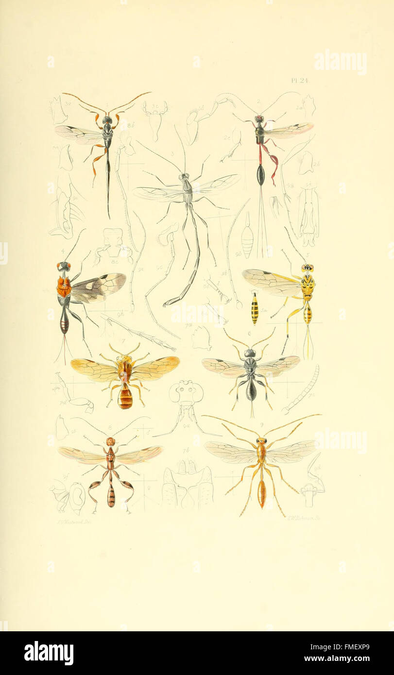 Thesaurus entomologicus Oxoniensis (Pl. 24 Stock Photo - Alamy